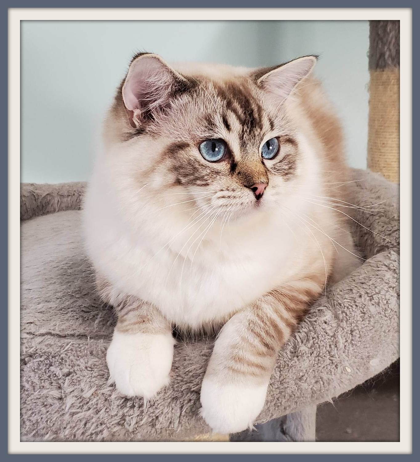 Our Ragdoll Cats of West Virginia| Acaramia